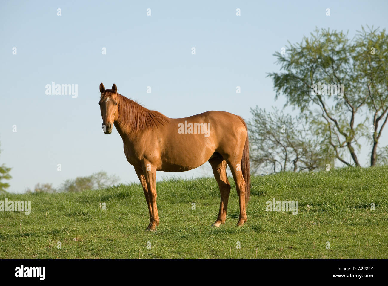 Broodmare hi-res stock photography and images - Alamy