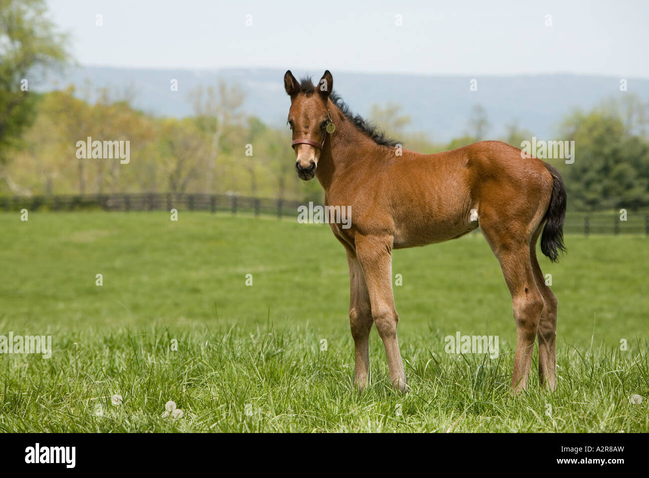 Thoroughbred colts and fillies hi-res stock photography and images - Alamy