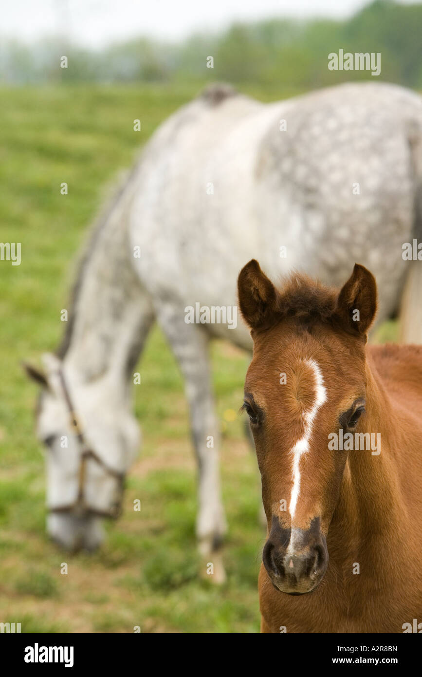 Thoroughbred colts and fillies hi-res stock photography and images - Alamy