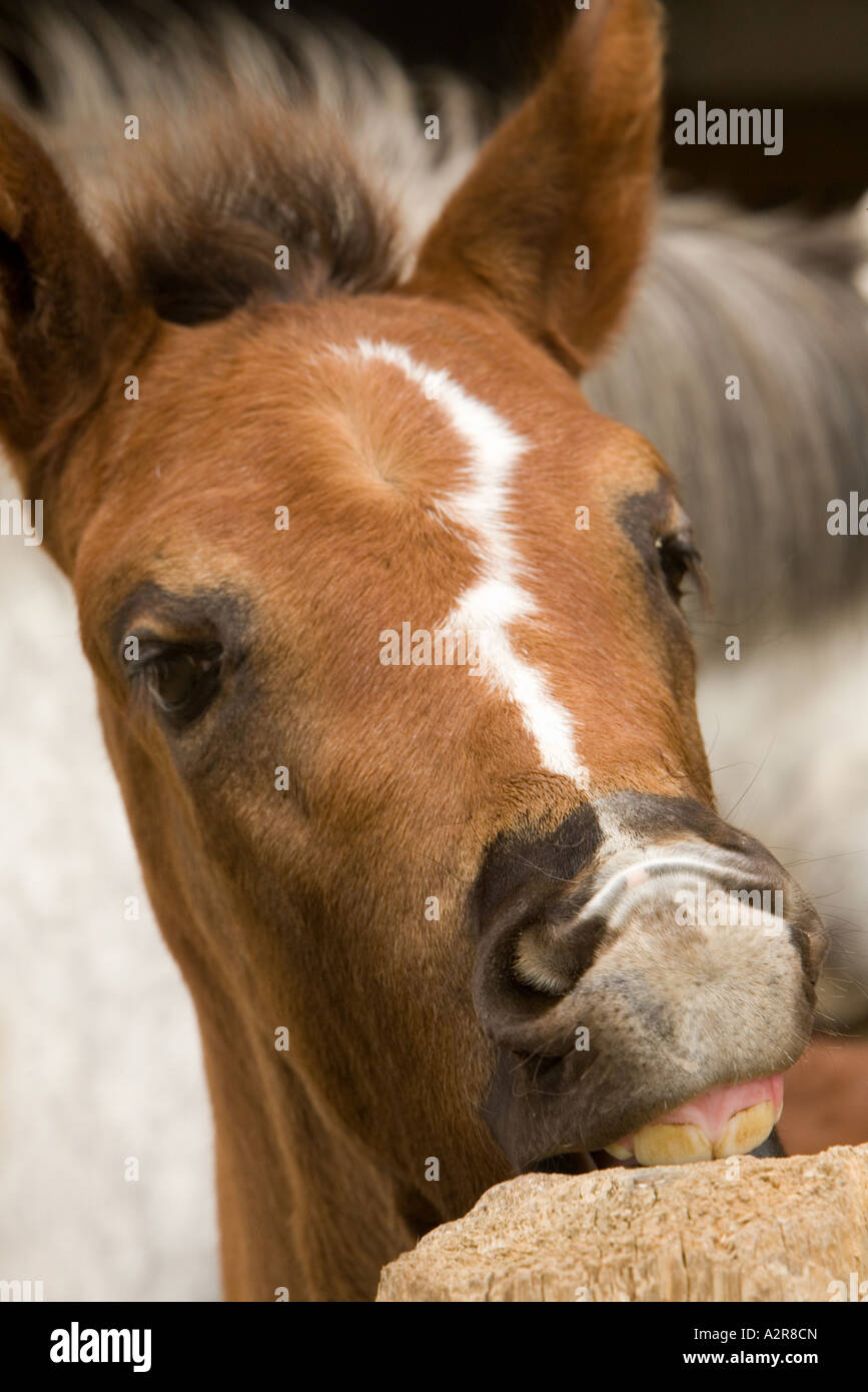 Foal making funny faces Stock Photo - Alamy