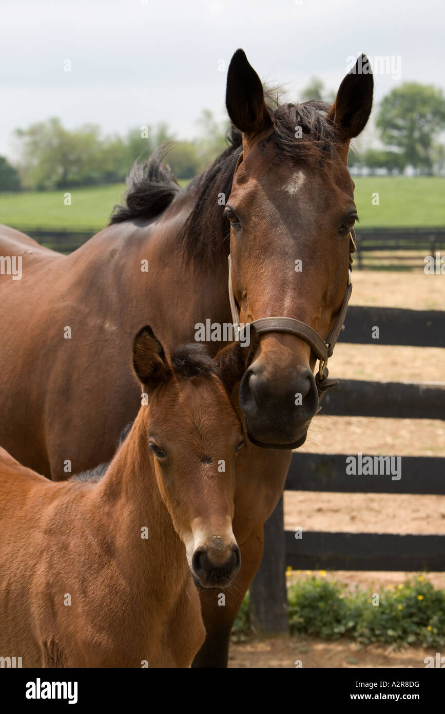 Mare and foal touching hi-res stock photography and images - Alamy