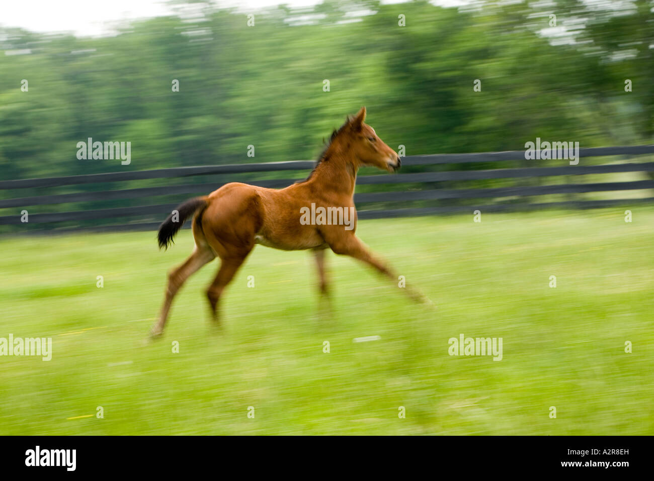 Bay foal galloping through green pasture Stock Photo - Alamy