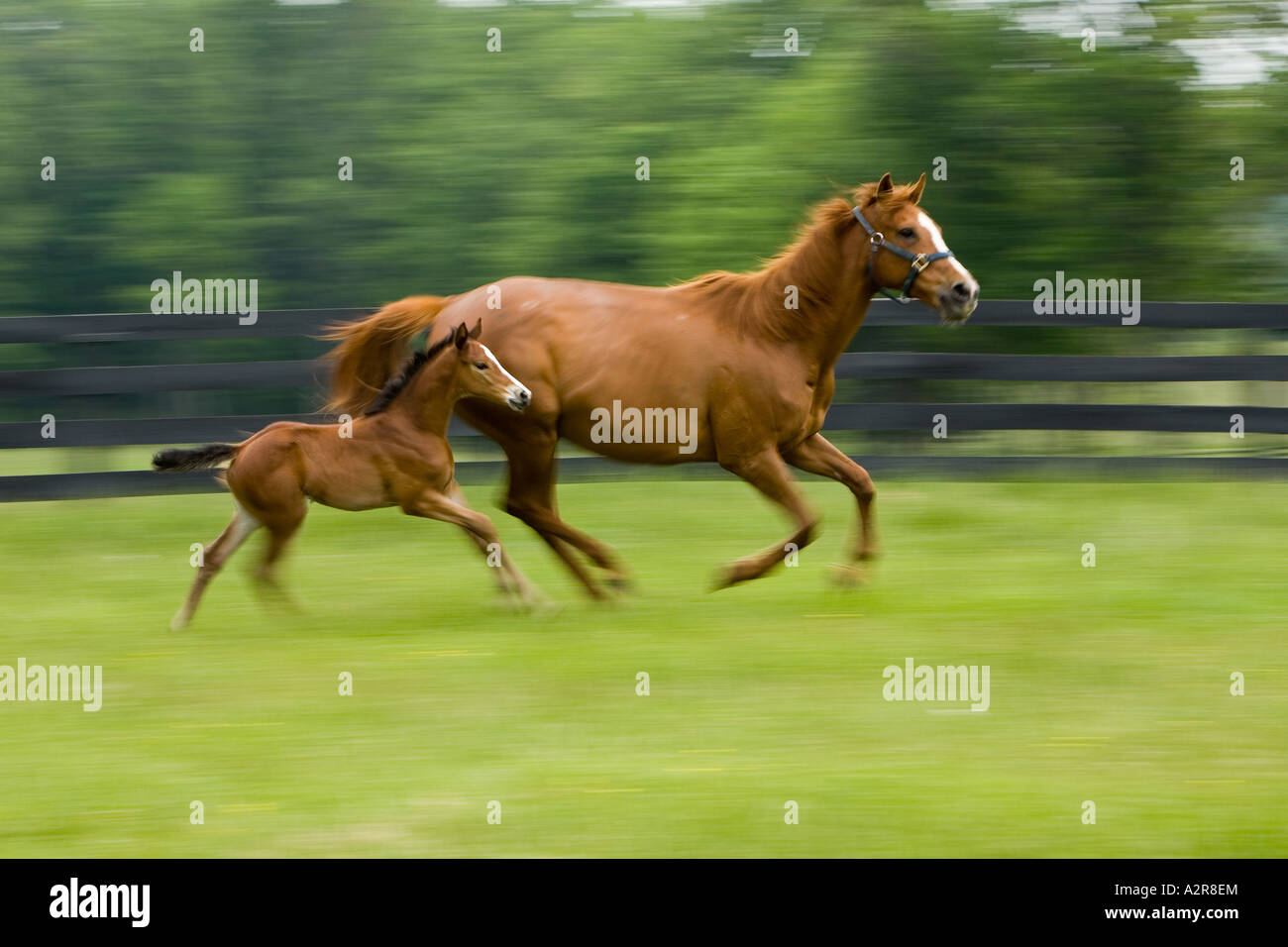 Chestnut mare and foal galloping through green pasture Stock Photo - Alamy