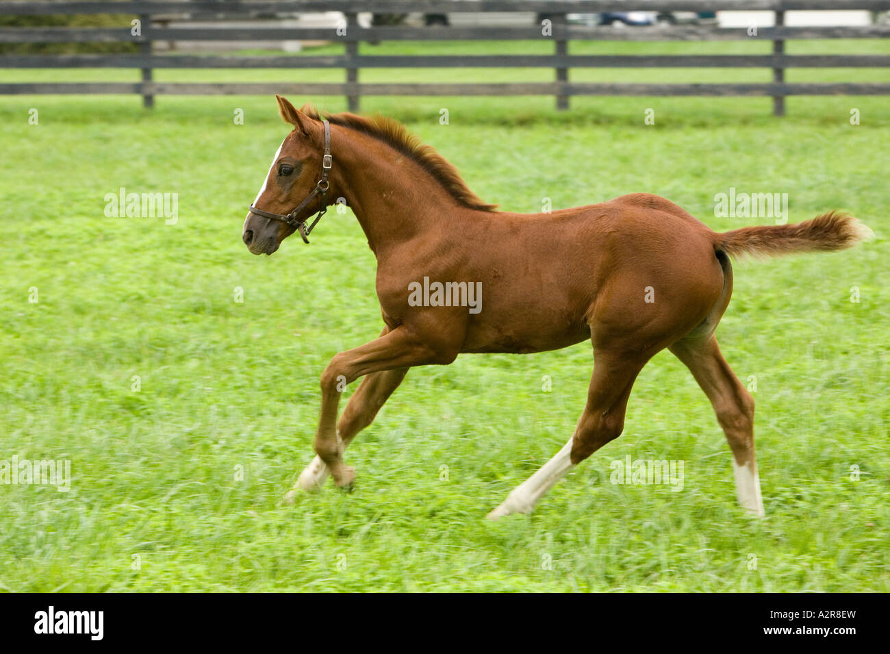 Foal galloping through green grass pasture Stock Photo - Alamy
