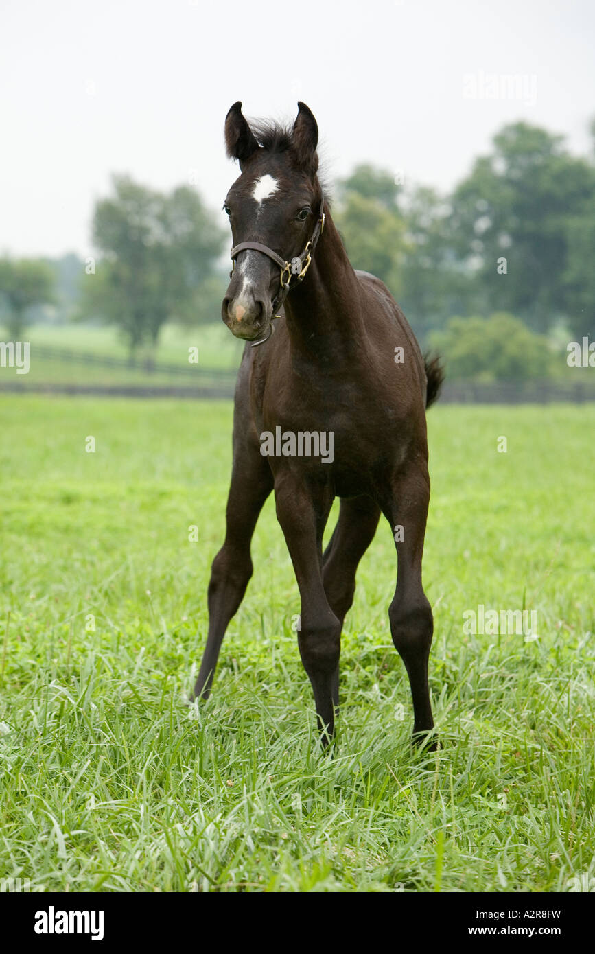Foal standing in green pasture Stock Photo - Alamy