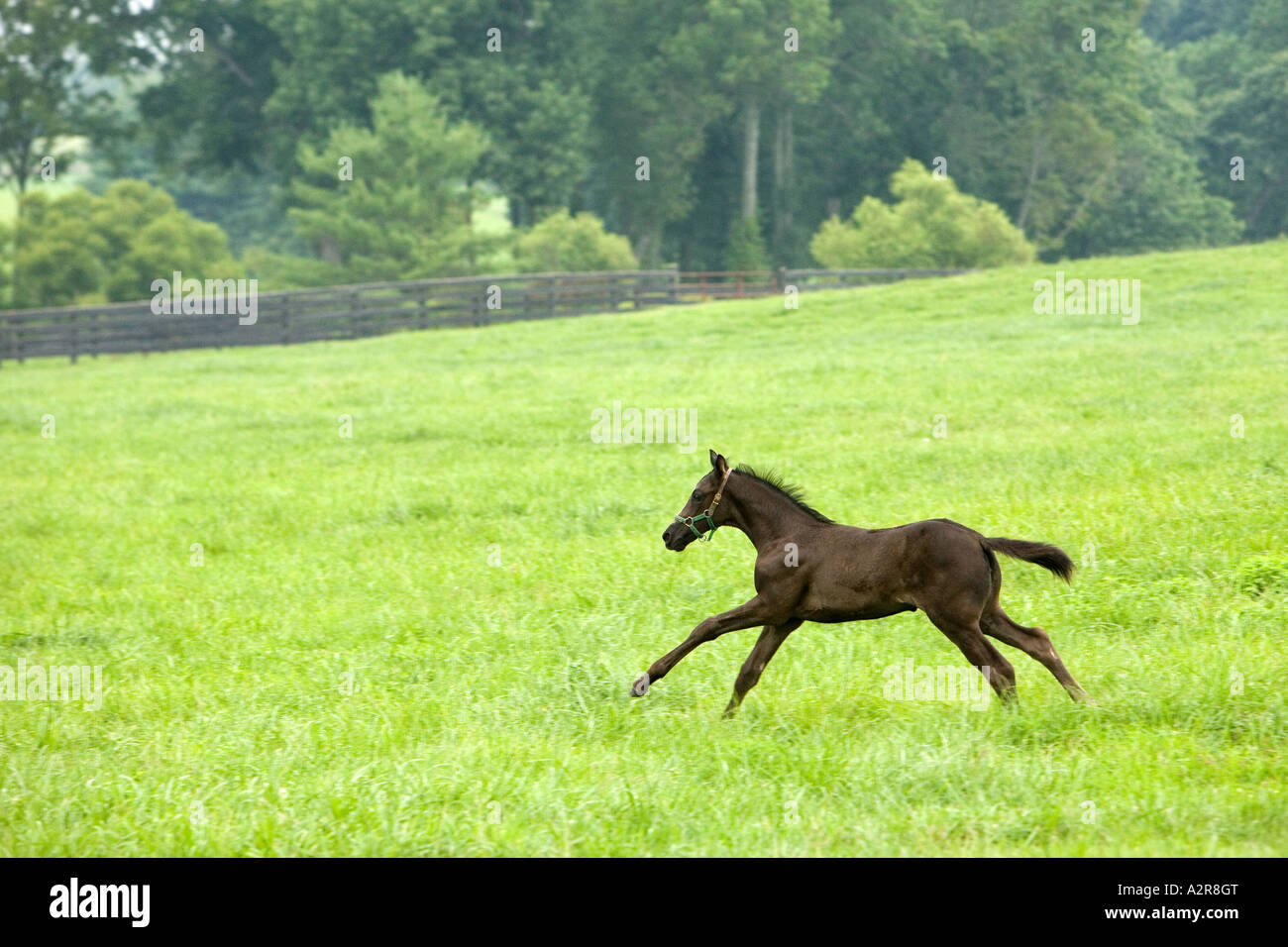 Foal galloping across green pasture Stock Photo - Alamy