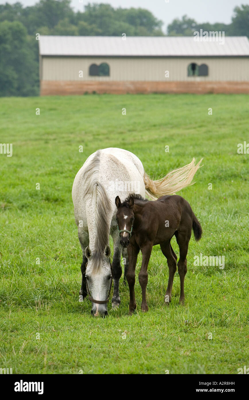 Gray mare and foal grazing in green pasture Stock Photo - Alamy