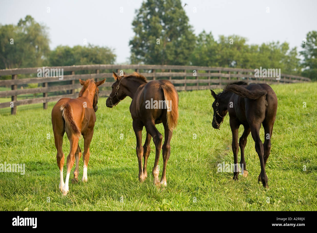 Three foals together in a summer pasture Stock Photo - Alamy