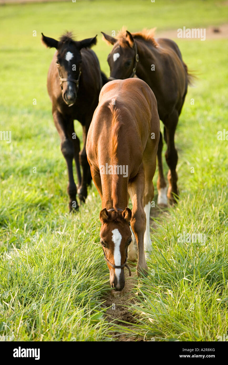 Three foals together in a summer pasture Stock Photo - Alamy