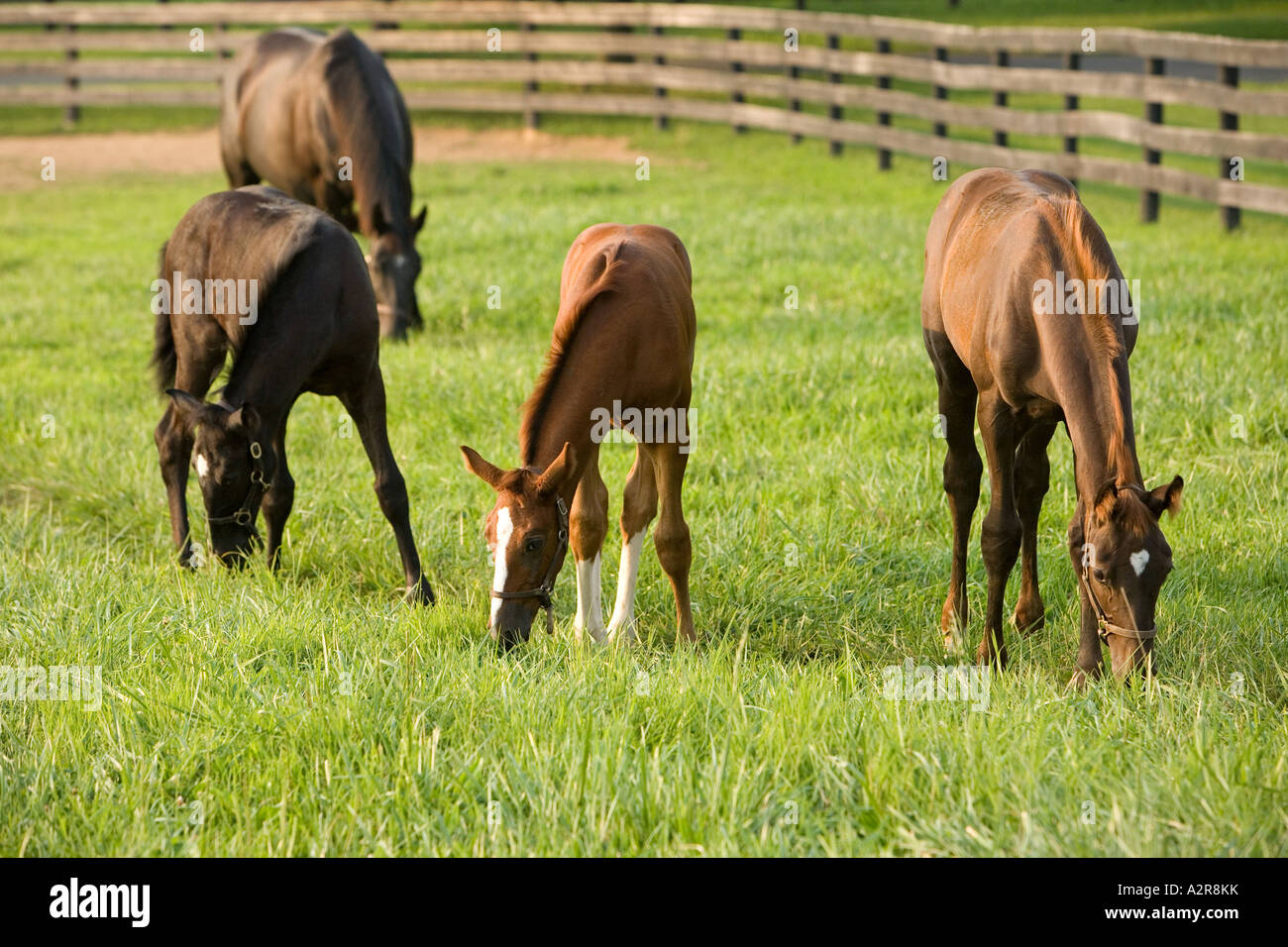 Three colts hi-res stock photography and images - Alamy