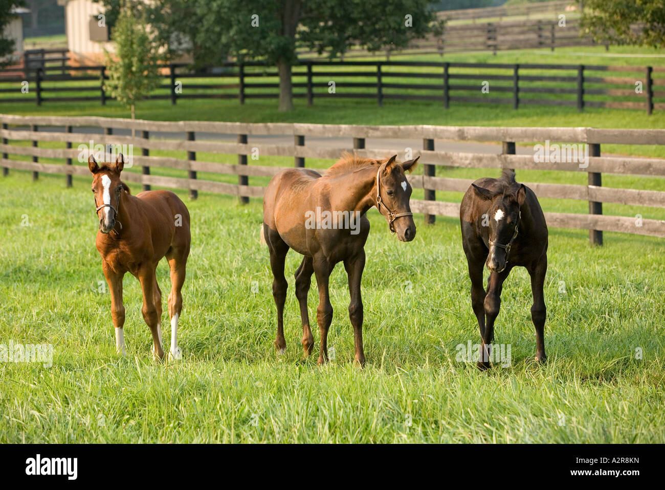 Three foals together in a summer pasture Stock Photo - Alamy
