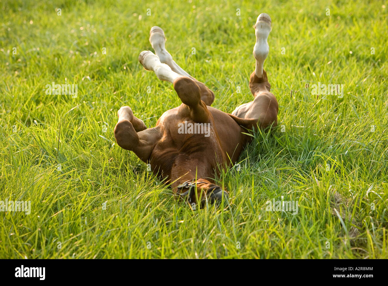 Foal rolling and scratching his back in the pasture grass Stock Photo ...