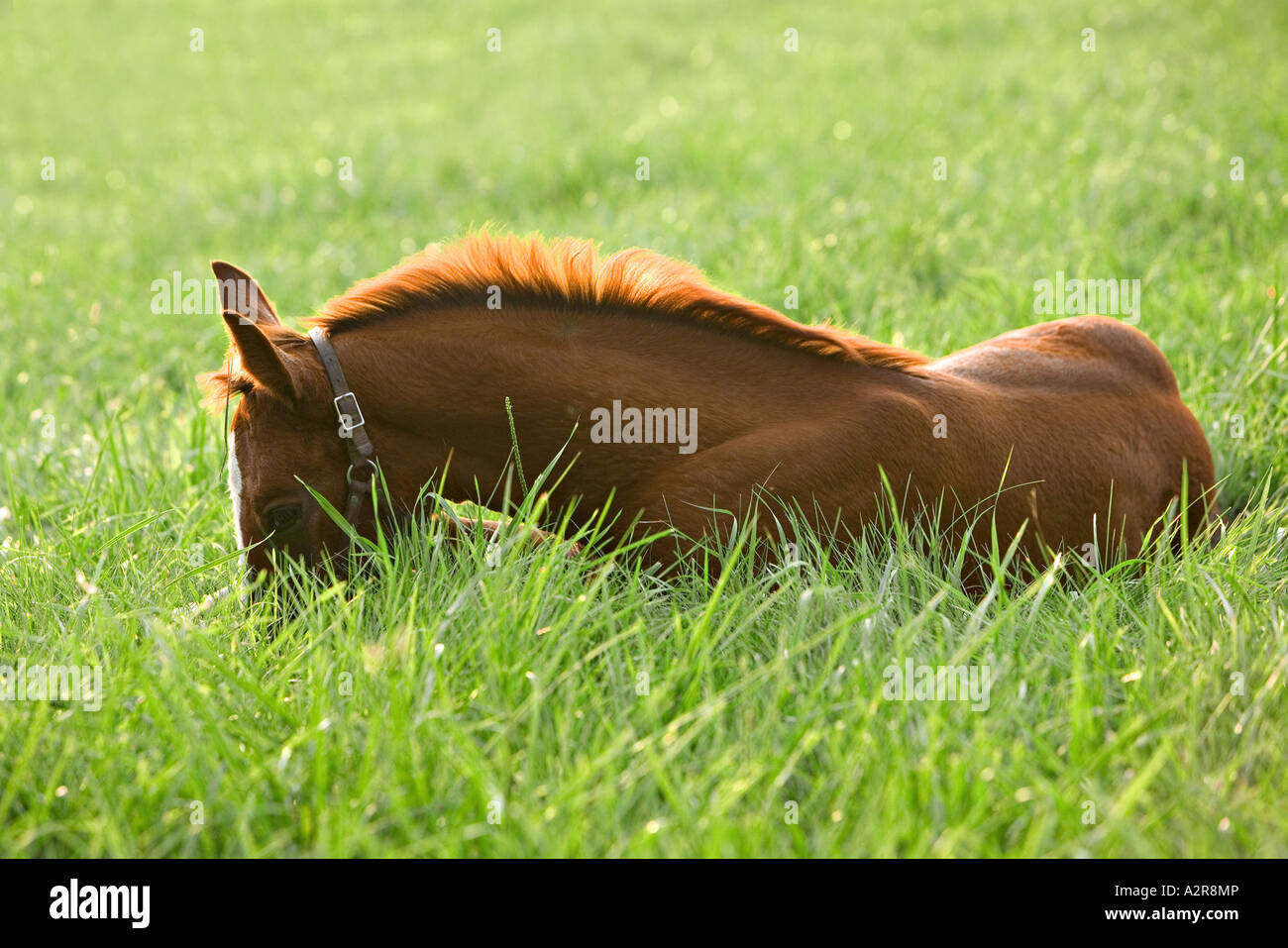 Foal sleeping in green grass Stock Photo - Alamy