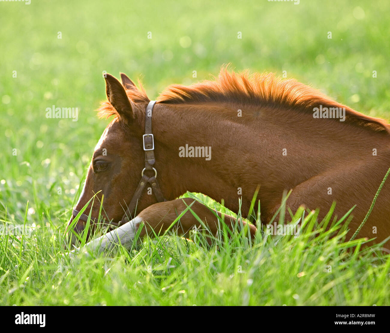 Sleeping filly hi-res stock photography and images - Alamy