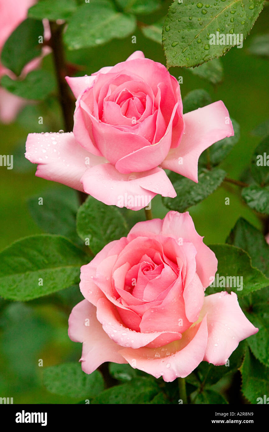 They are rose hi-res stock photography and images - Alamy