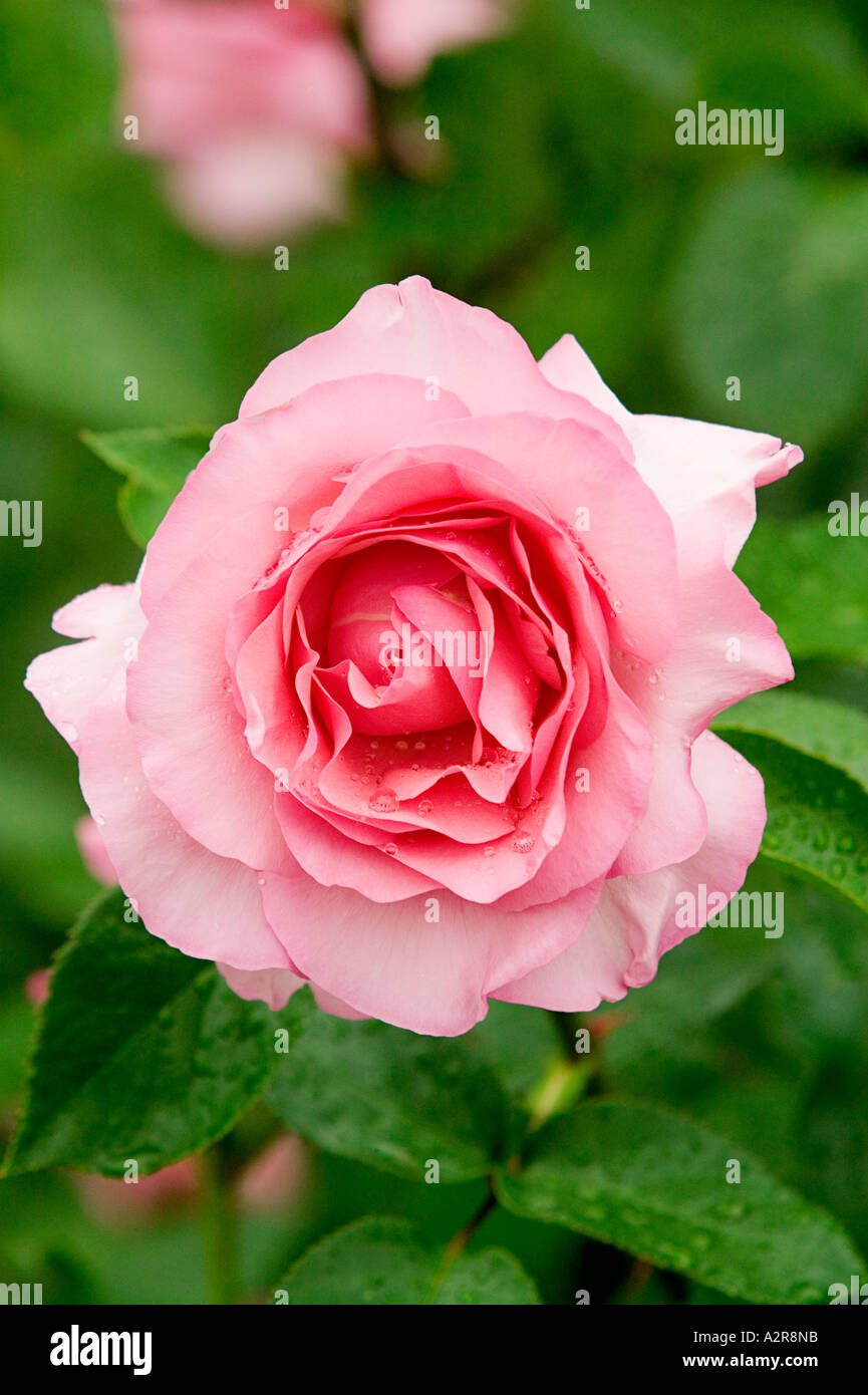 Parly hi-res stock photography and images - Alamy