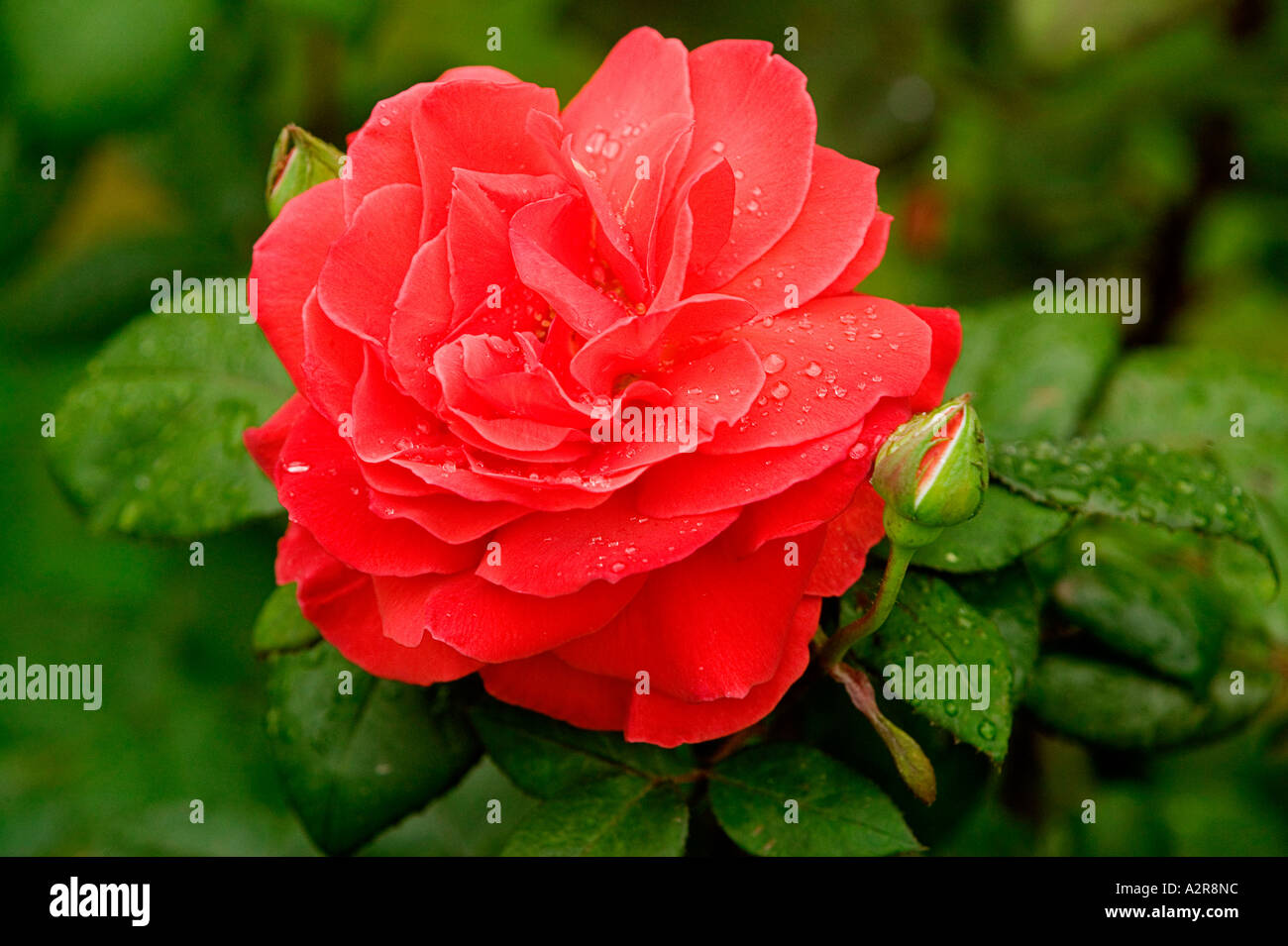 Rose of Grand Trianon Stock Photo - Alamy
