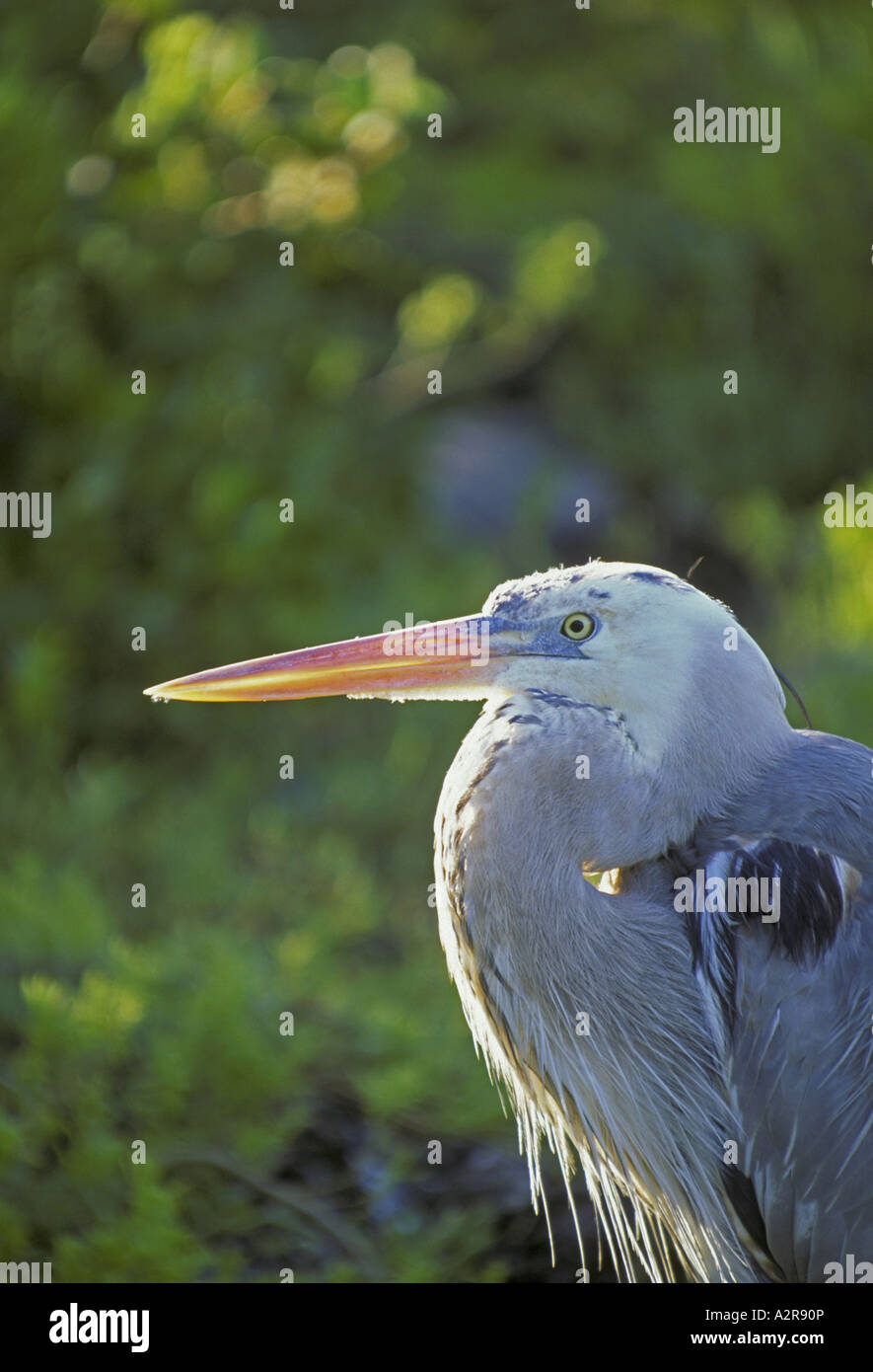 Wurdemann s Heron Ardea herodias The Florida Keys phase of the Great ...