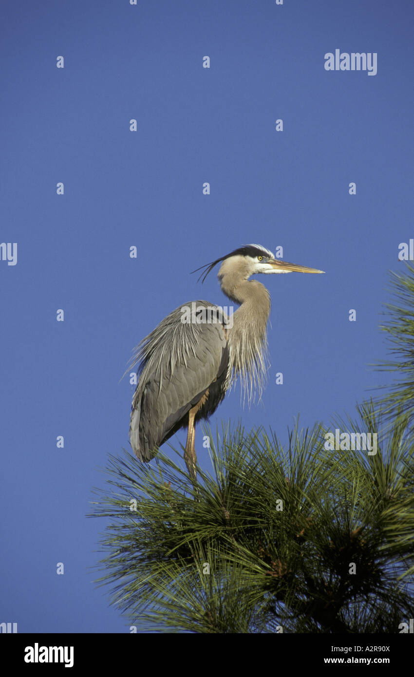 Great Blue Heron Ardea herodias Bird on pine tree Florida Stock Photo ...