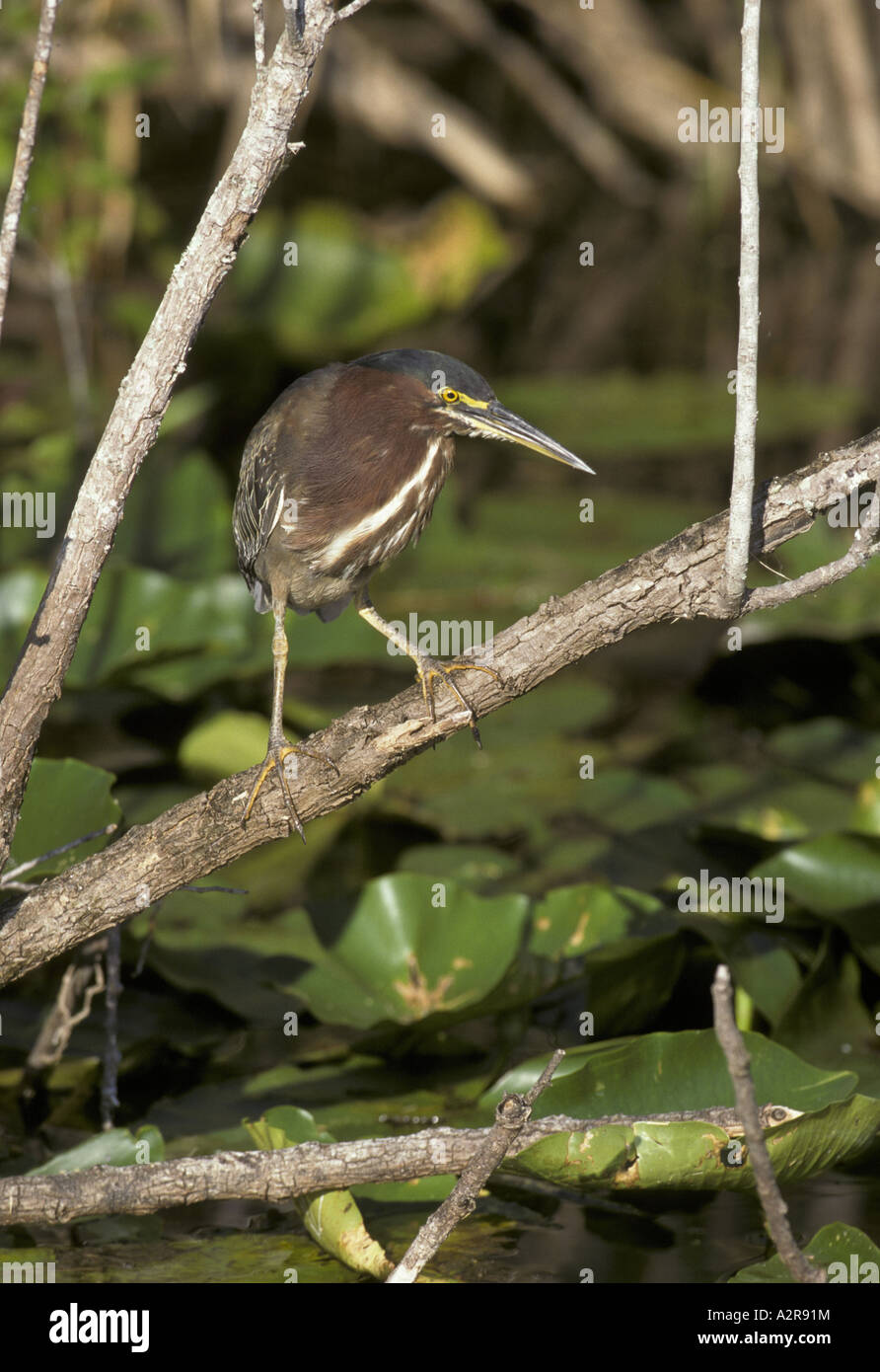 Green backed Heron Butorides striatus Florida Stock Photo - Alamy