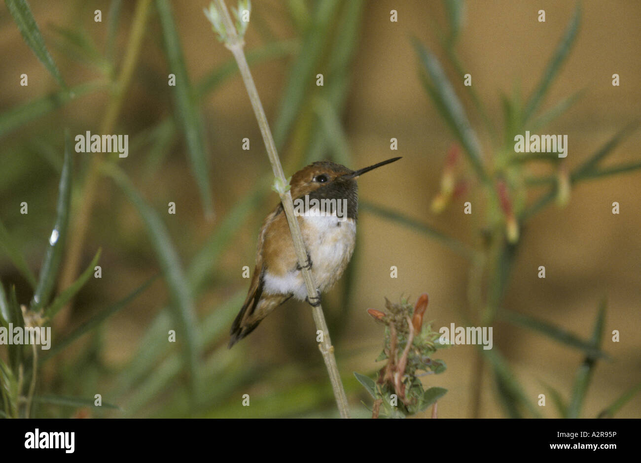 Rufous Hummingbird Selasphorus rufus Stock Photo - Alamy