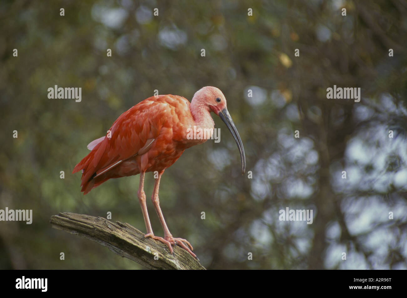 Scarlet Ibis Eudocimus ruber Perched on dead Branch Stock Photo - Alamy