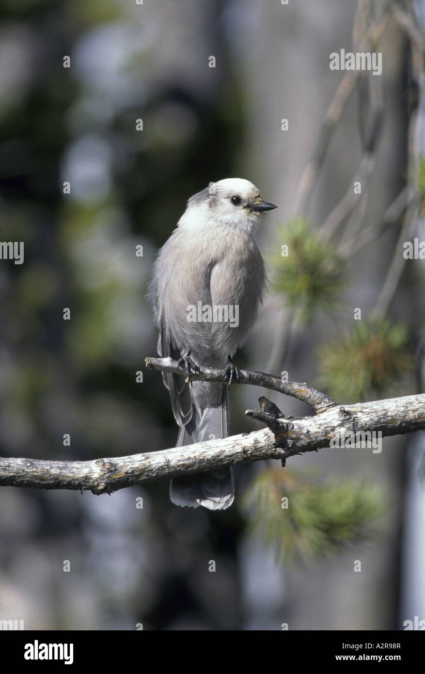 Perisoreus canadensis capitalis hi-res stock photography and images - Alamy