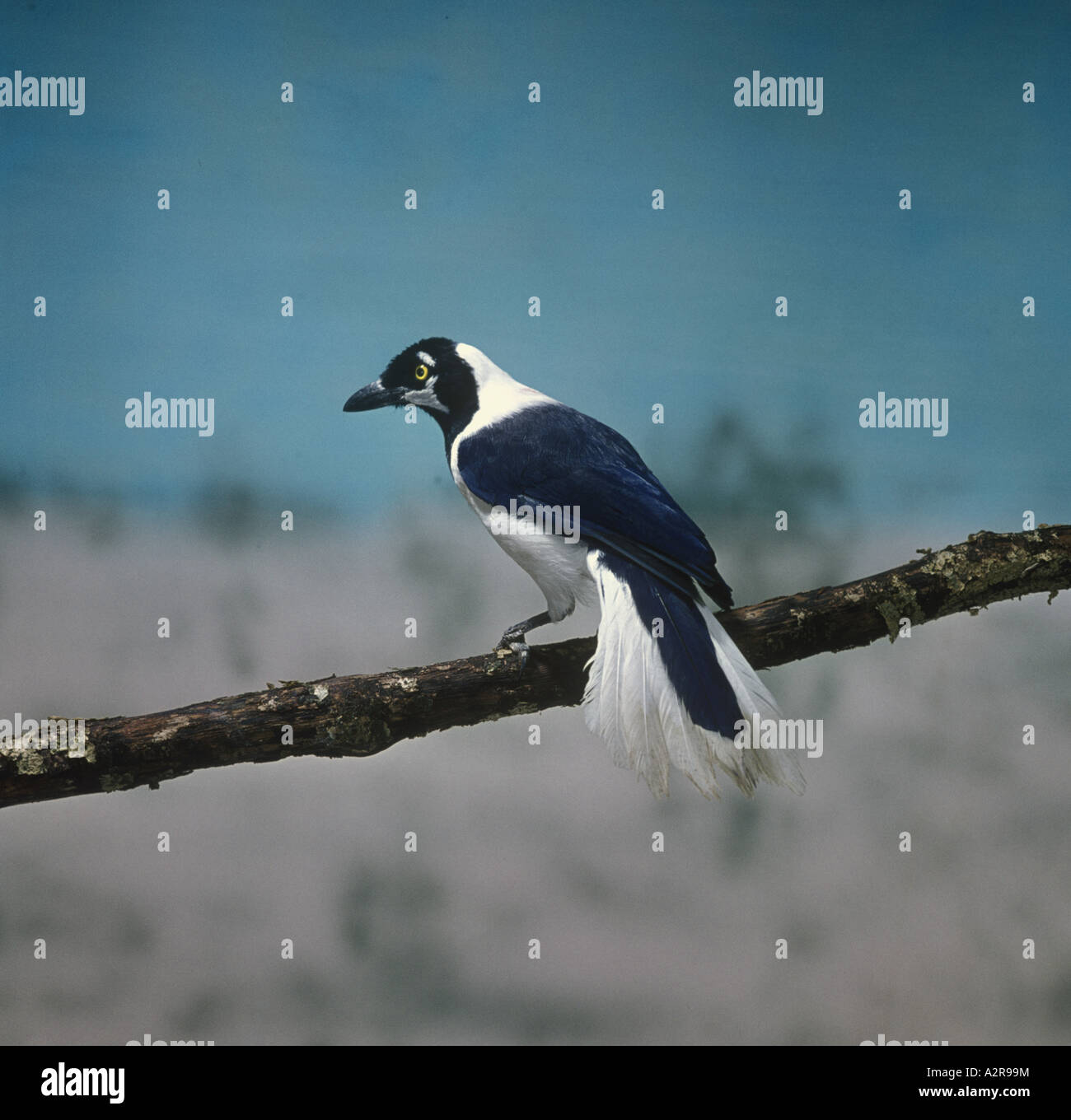 White tailed Jay Cyanocorax mystacalis Perched Captive Stock Photo - Alamy