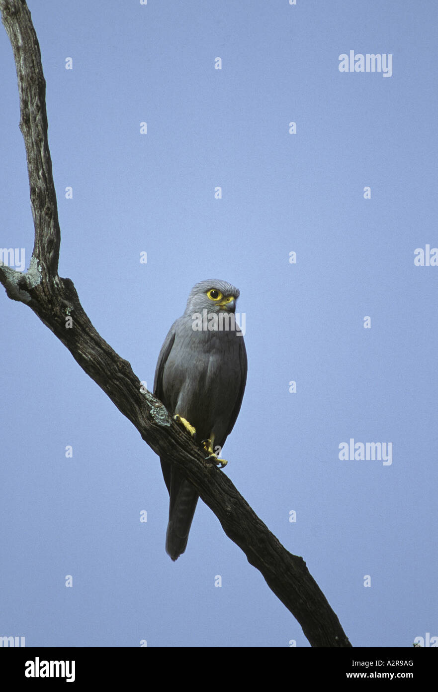African kestrels hi-res stock photography and images - Alamy