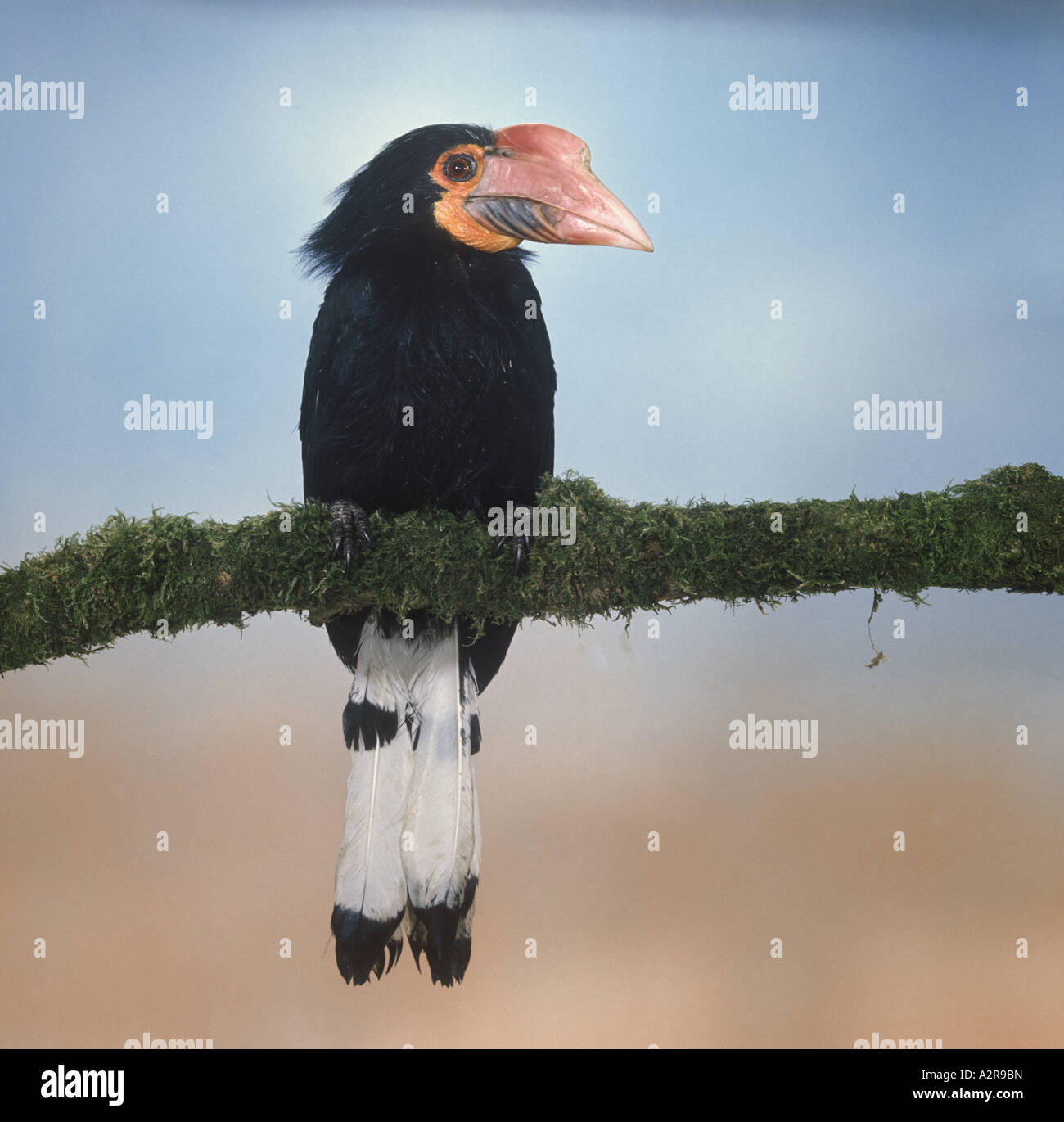 Aceros leucocephalus hi-res stock photography and images - Alamy