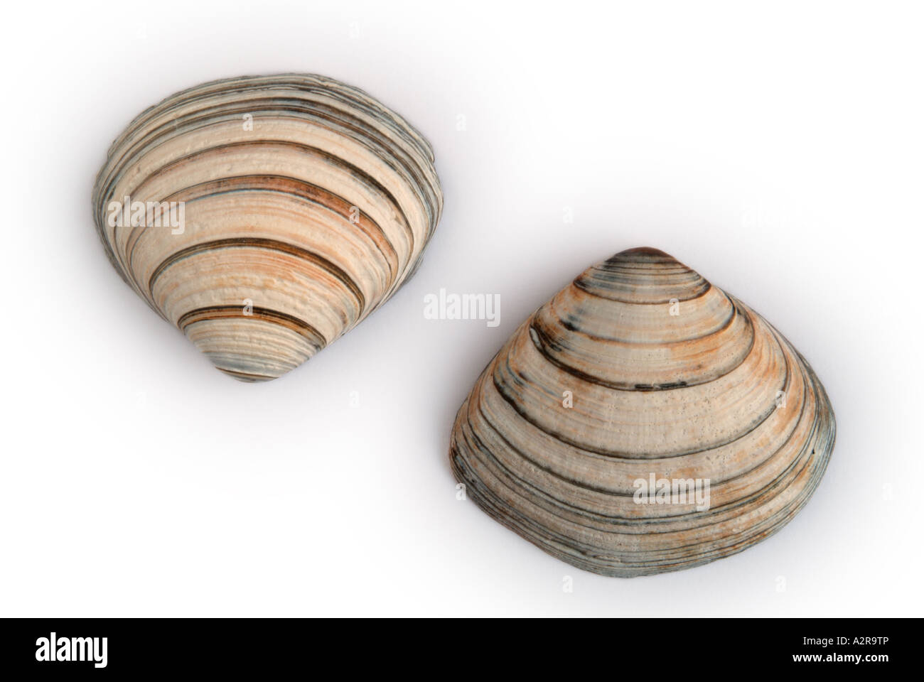 Seashell uk Cut Out Stock Images & Pictures - Alamy