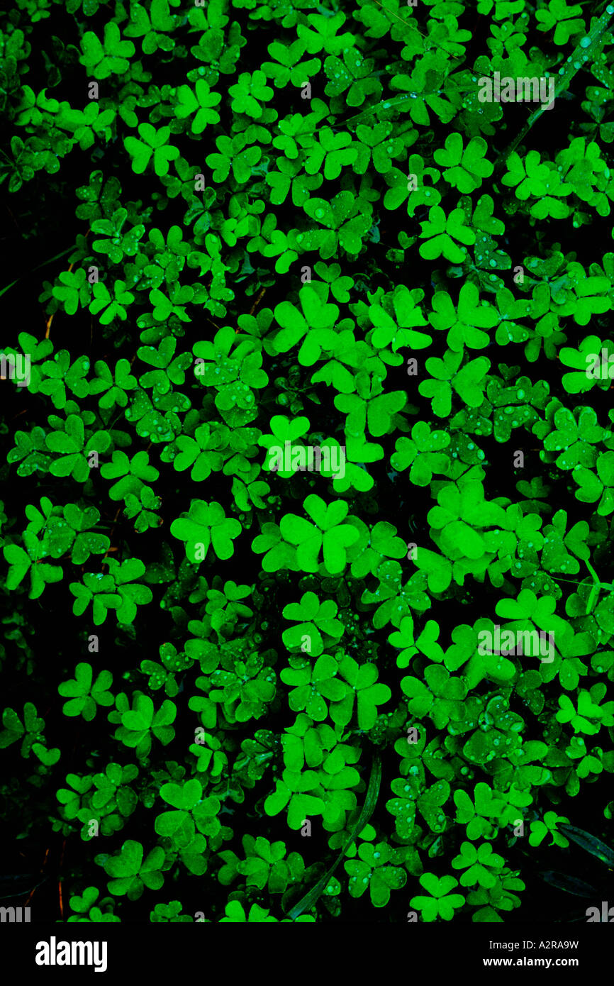 Clover 3 hi-res stock photography and images - Alamy