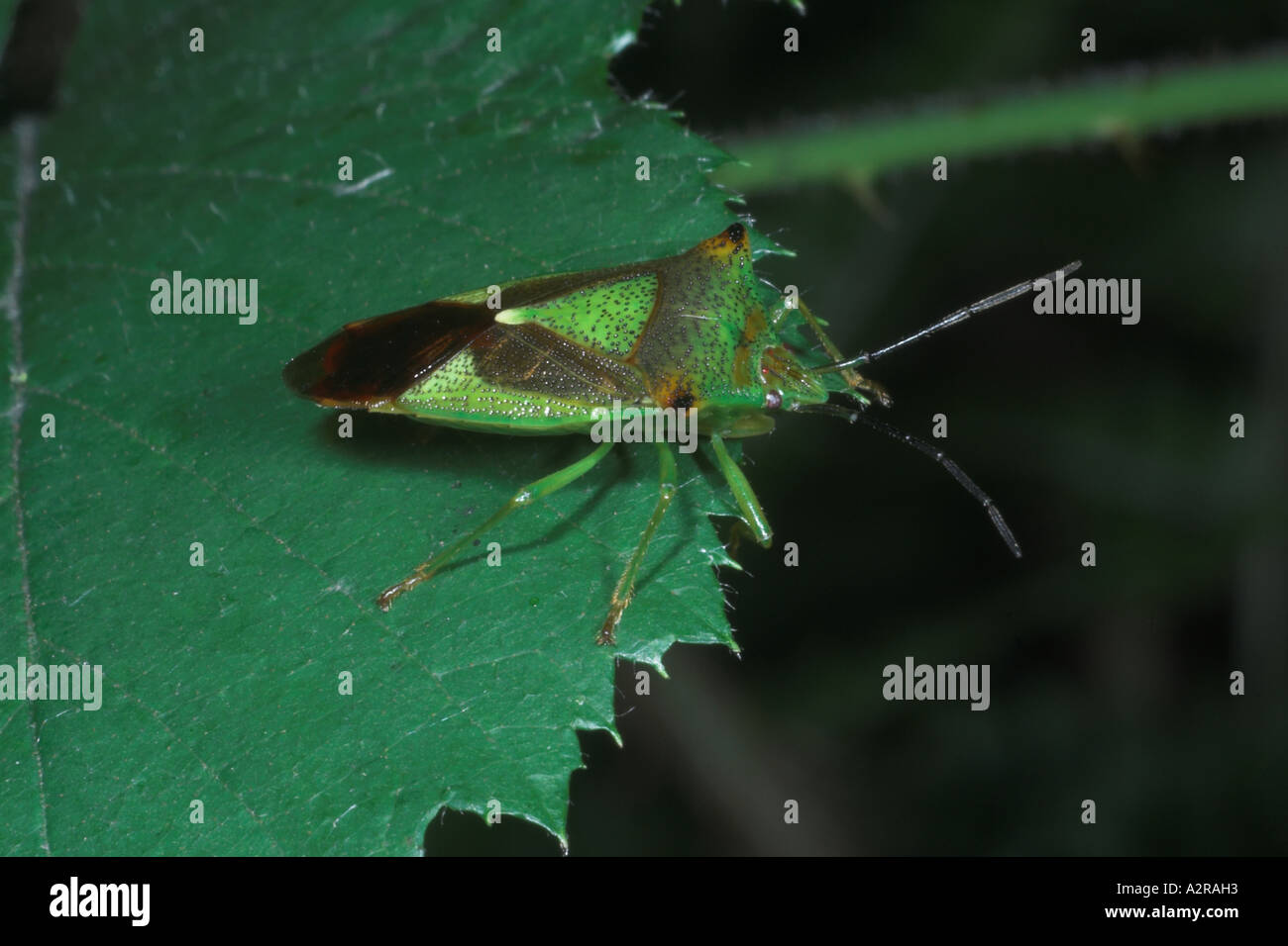 Green shield bug camouflaged High Resolution Stock Photography and ...