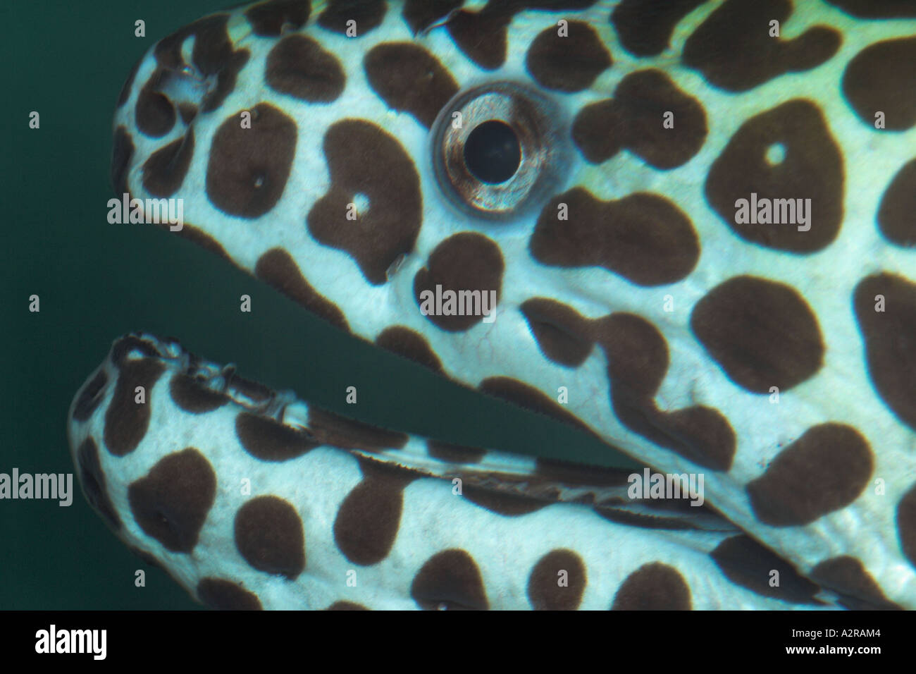 Closeup of a Leopard Moray Eel Stock Photo - Alamy
