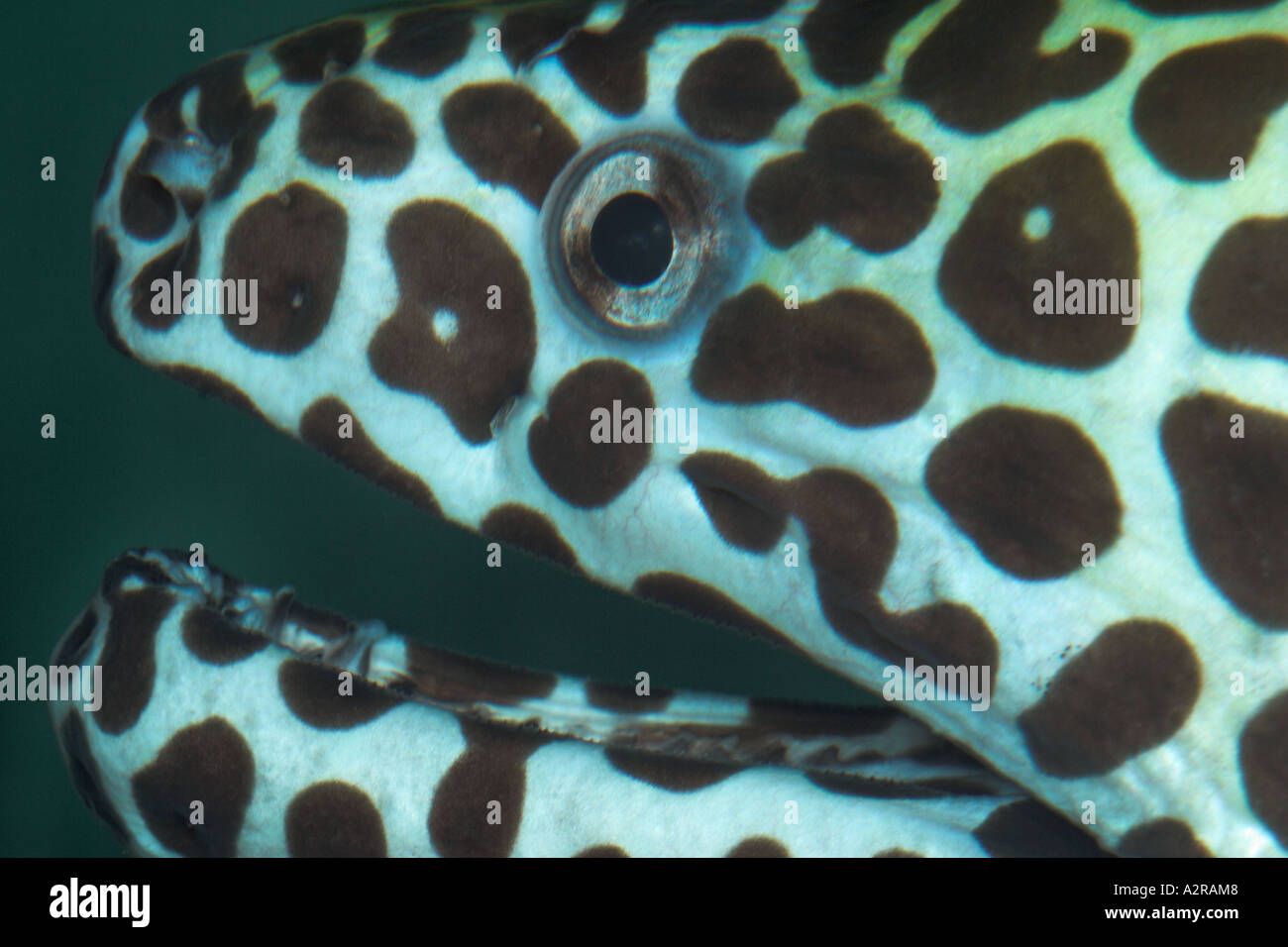 Leopard Moray Eel Stock Photo - Alamy
