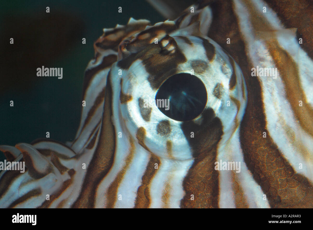 Lion Fish Pterois volitans Stock Photo - Alamy Lion Fish Pterois volitans Stock Photo - Alamy