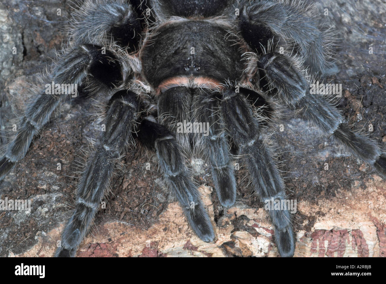 Tarantula Burrow High Resolution Stock Photography and Images - Alamy