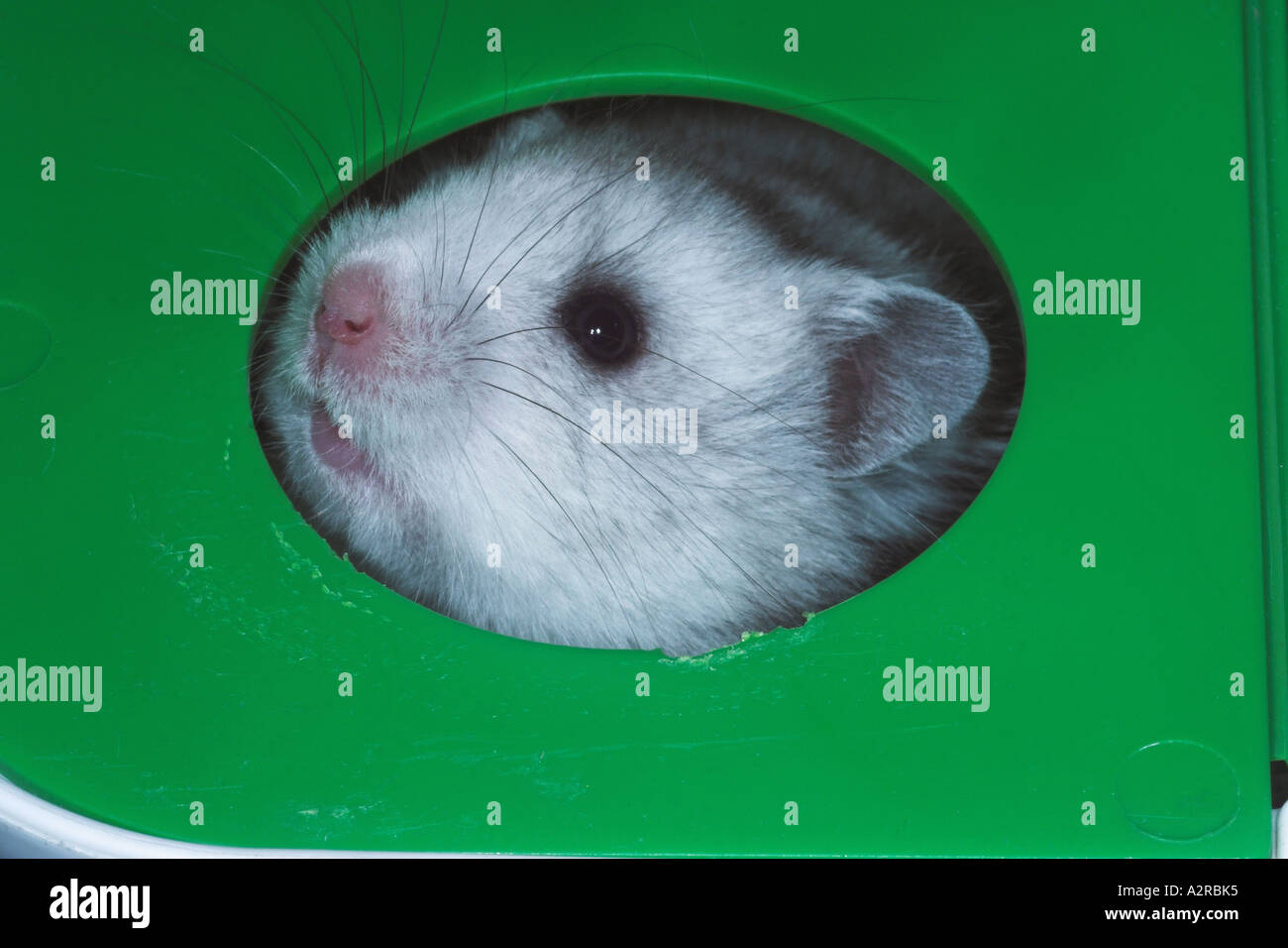 Silver grey long haired syrian hi-res stock photography and images - Alamy