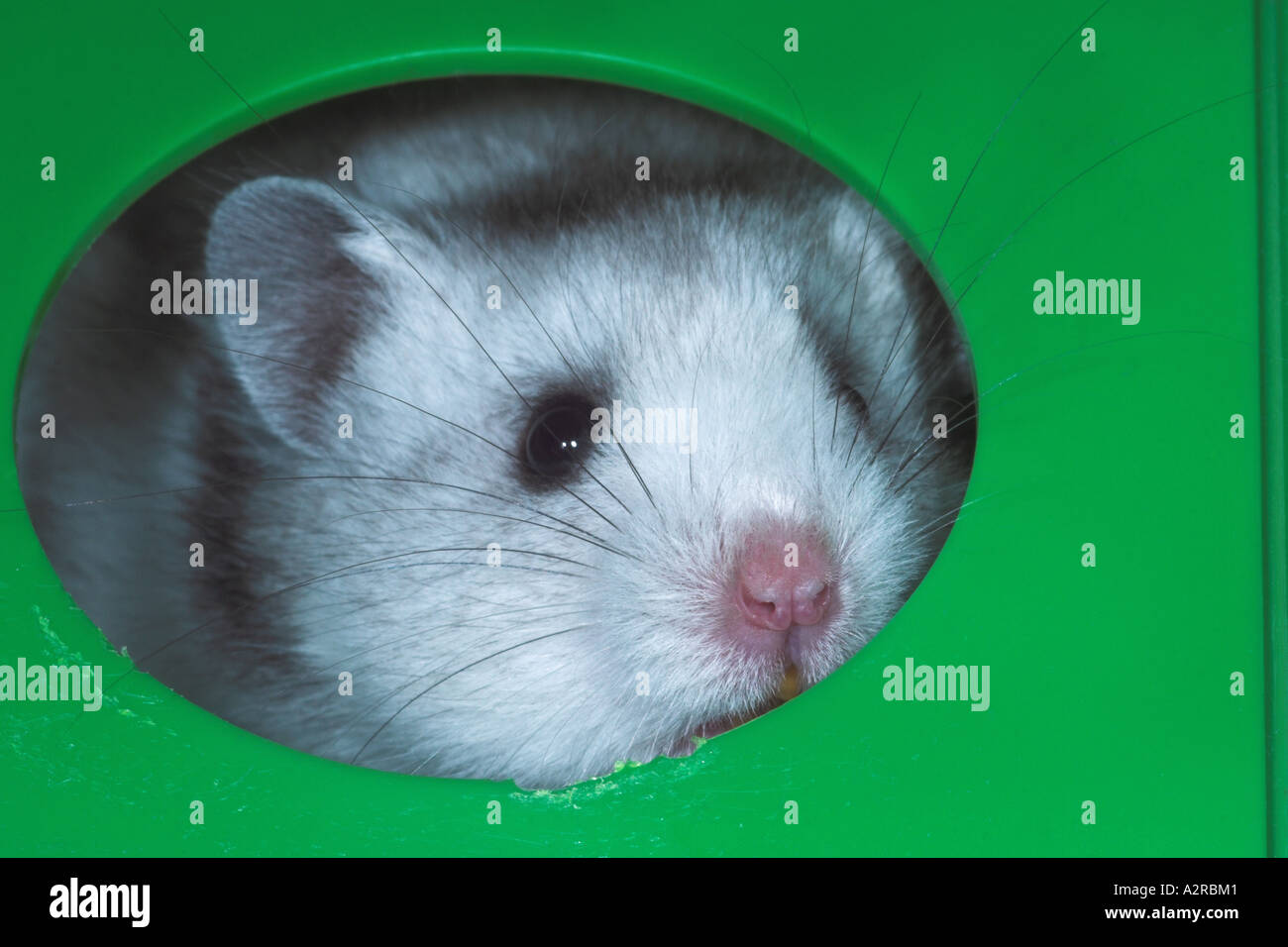 Silver long haired Syrian hamster Stock Photo - Alamy