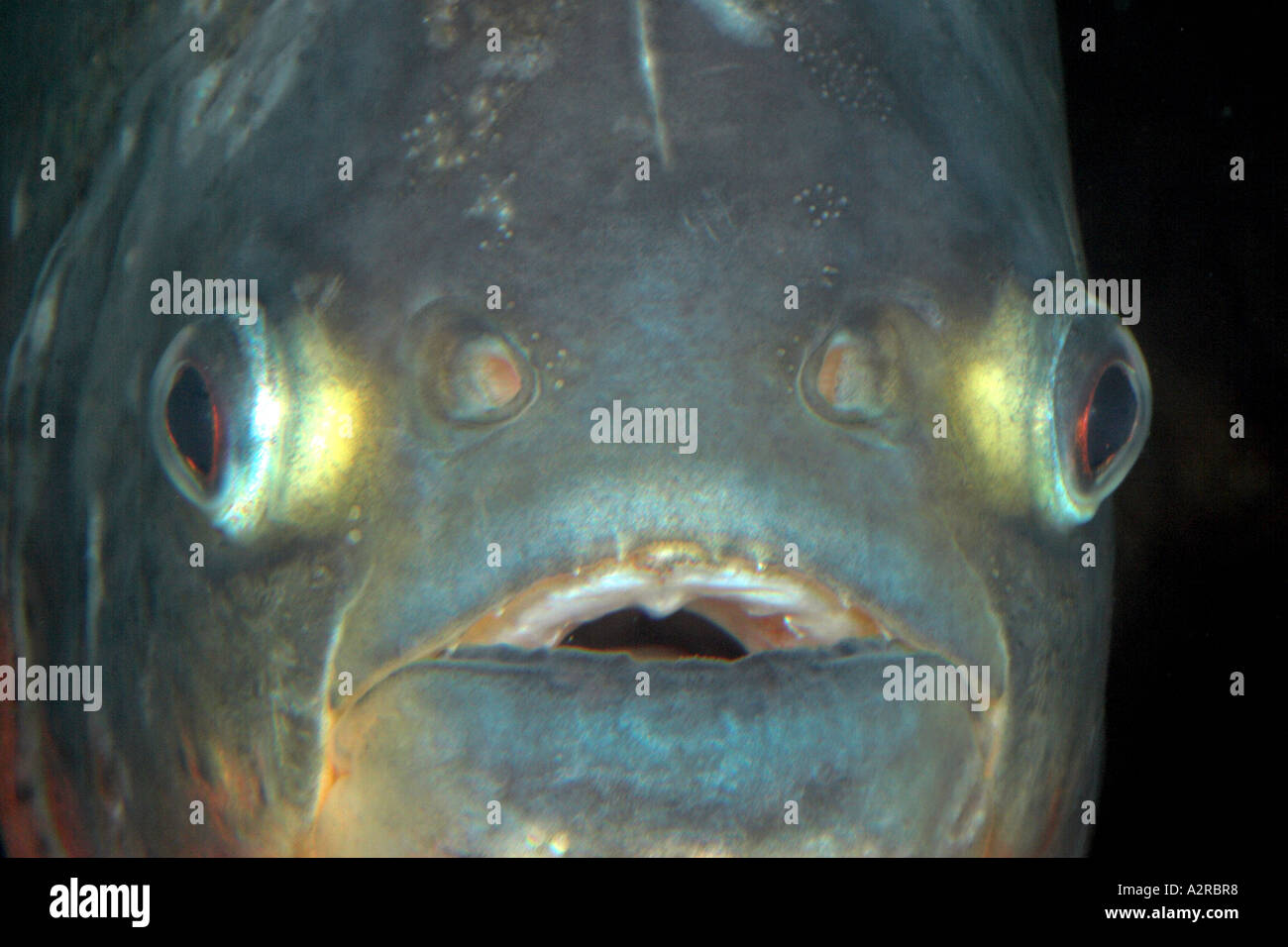 Piranha Face High Resolution Stock Photography and Images - Alamy