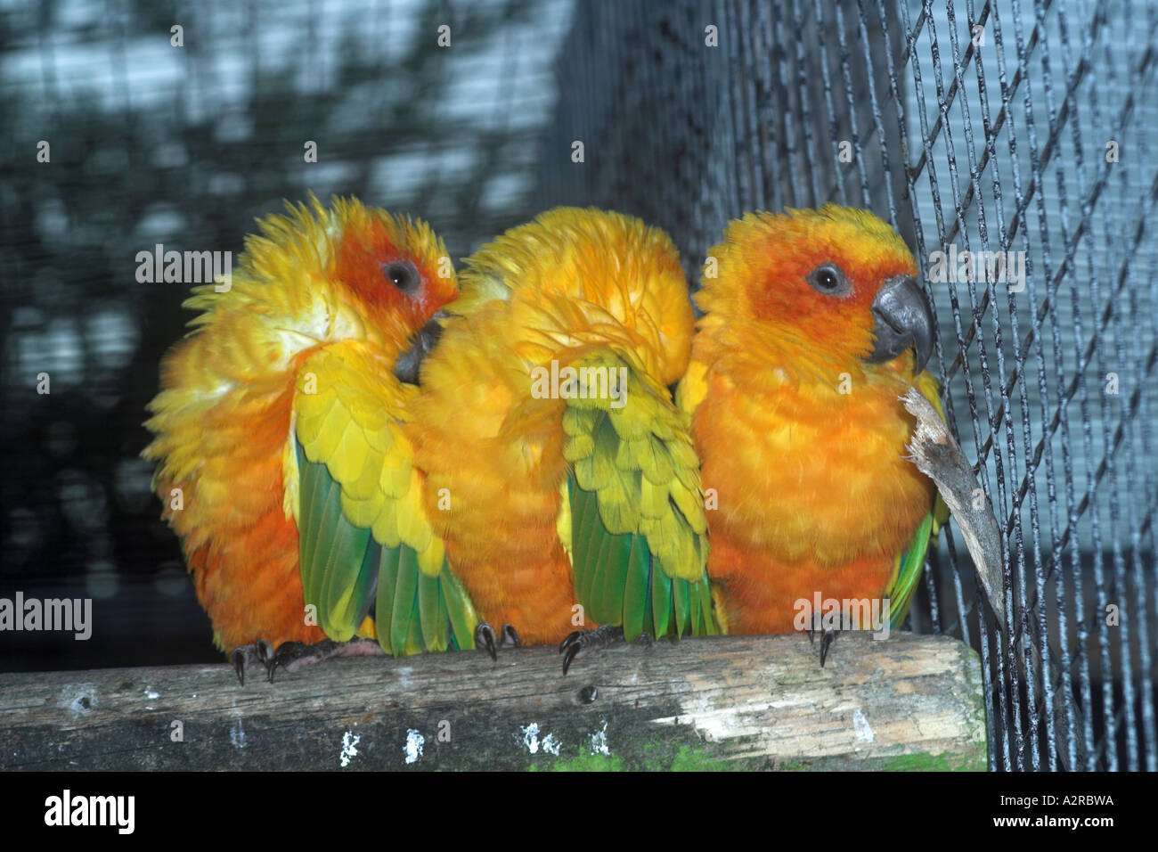 Captive pets hi-res stock photography and images - Alamy