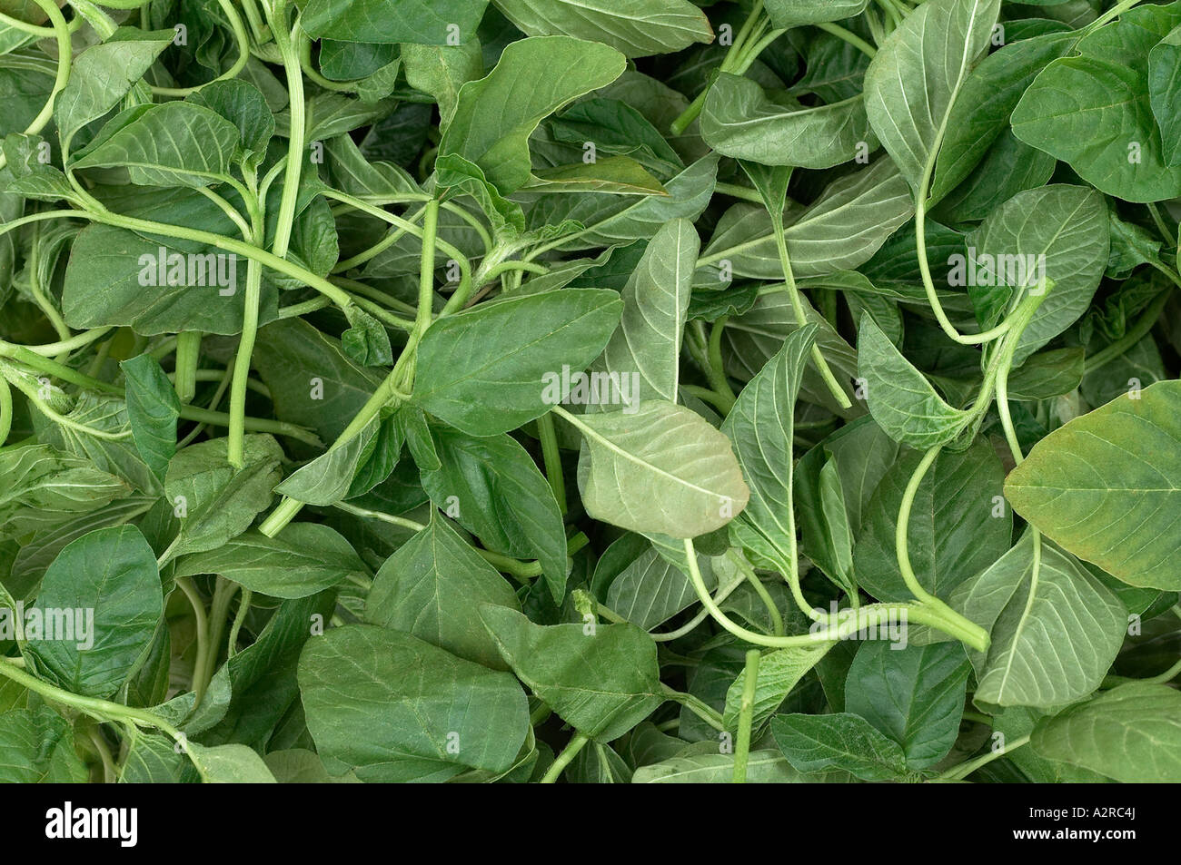 Vlita hi-res stock photography and images - Alamy