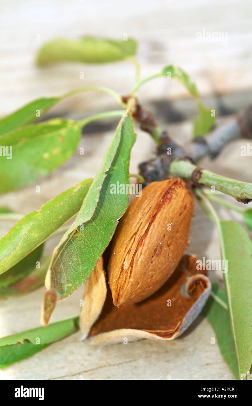 Branch with one almond in its shell and hull and many leaves on wooden ...