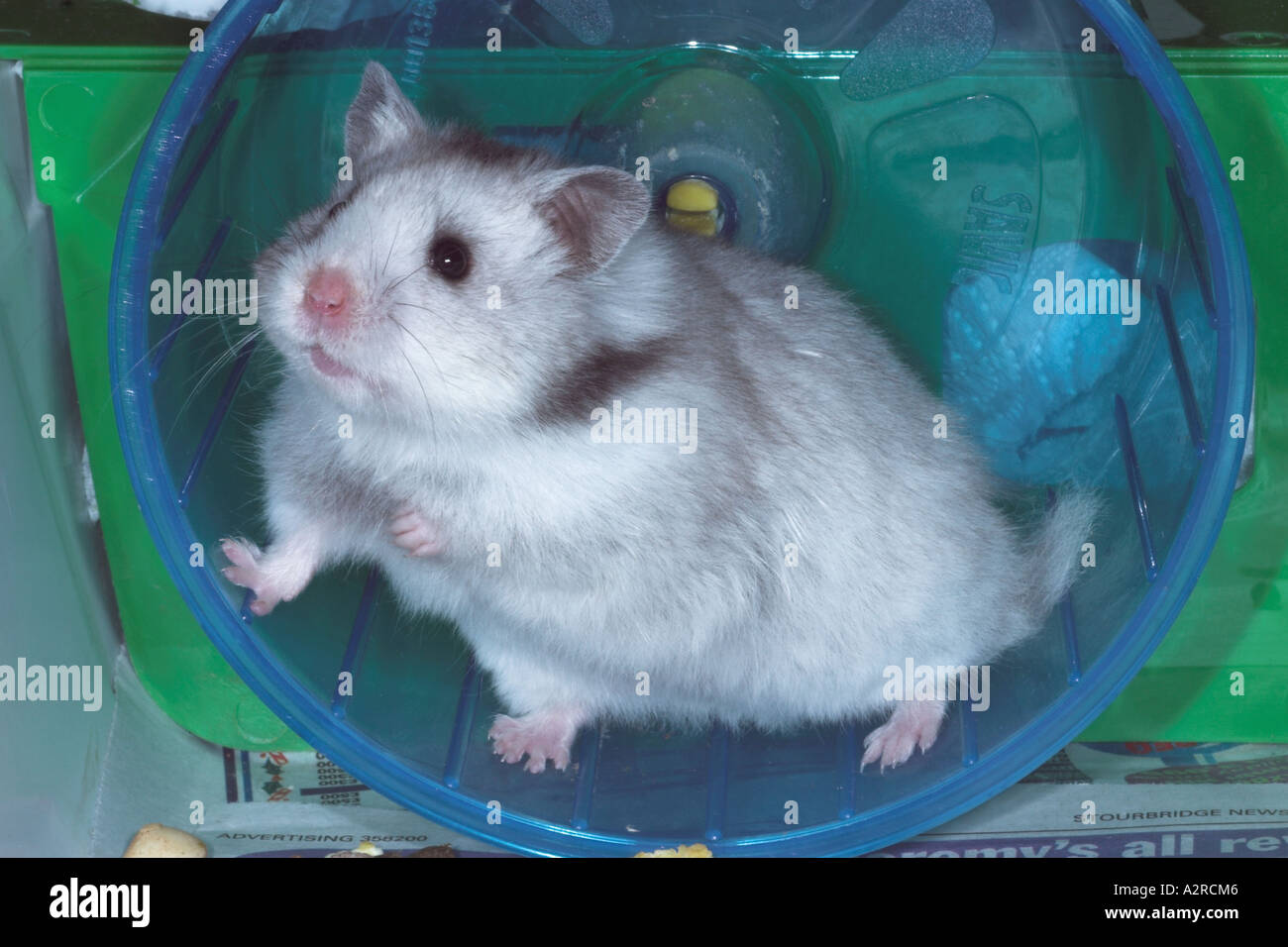 Hampster pet hi-res stock photography and images - Alamy