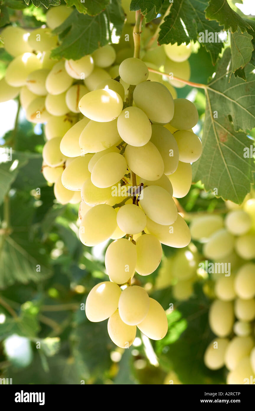 Bunch of grapes Stock Photo - Alamy