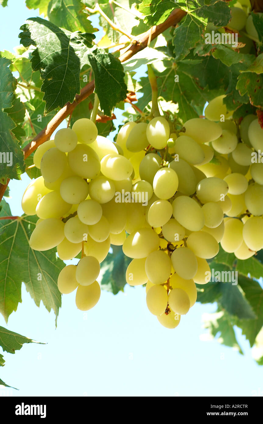 Bunch of grapes Stock Photo - Alamy