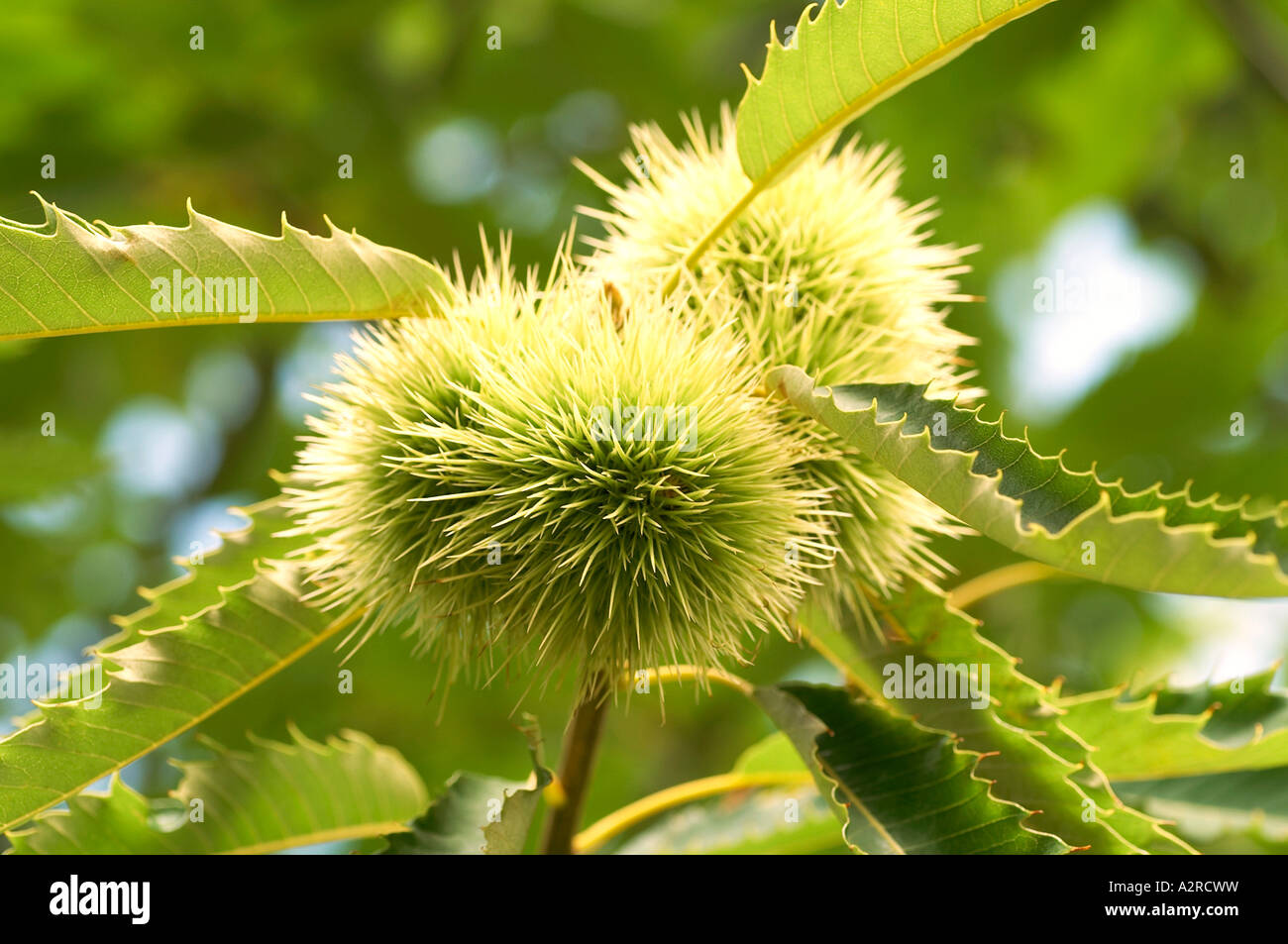 Chestnut in shell Stock Photo - Alamy
