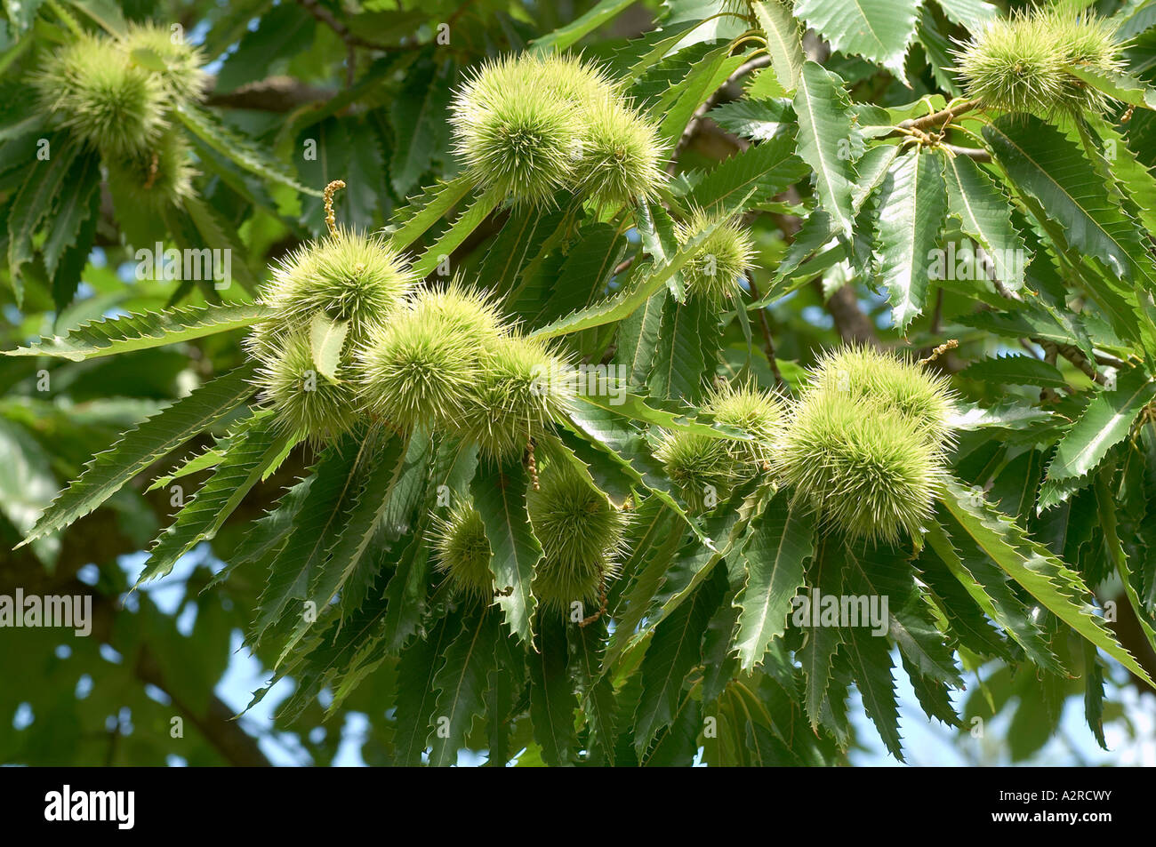 Chestnut in shell Stock Photo - Alamy