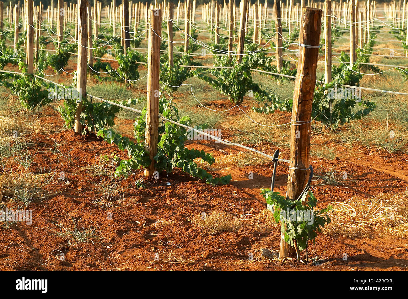 Support grapevines hi-res stock photography and images - Alamy