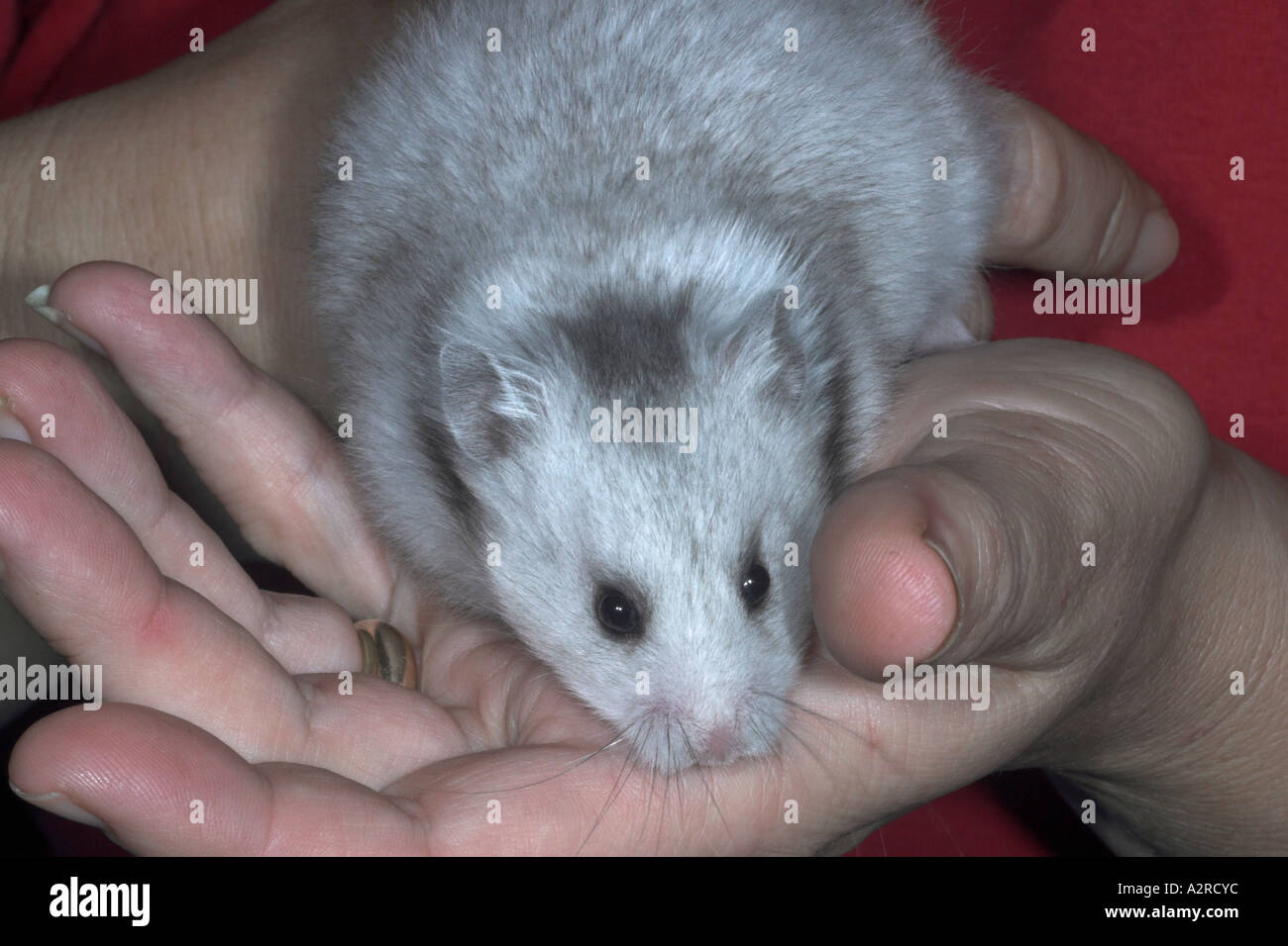 Silver long haired Syrian hampster Stock Photo - Alamy